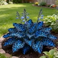 Midnight Blue Heart Hosta-Bulbs For Planting-Perennial Herbs-Premium ...