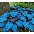 Midnight Blue Heart Hosta-Bulbs For Planting-Premium Garden Stakes ...