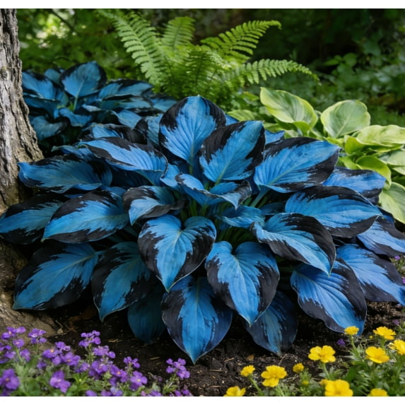 Midnight Blue Heart Hosta-Bulbs For Planting-Premium Garden Stakes ...