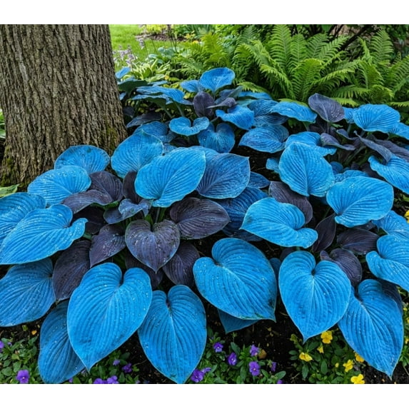 Midnight Blue Heart Hosta-Bulbs For Planting-Premium Garden Stakes ...