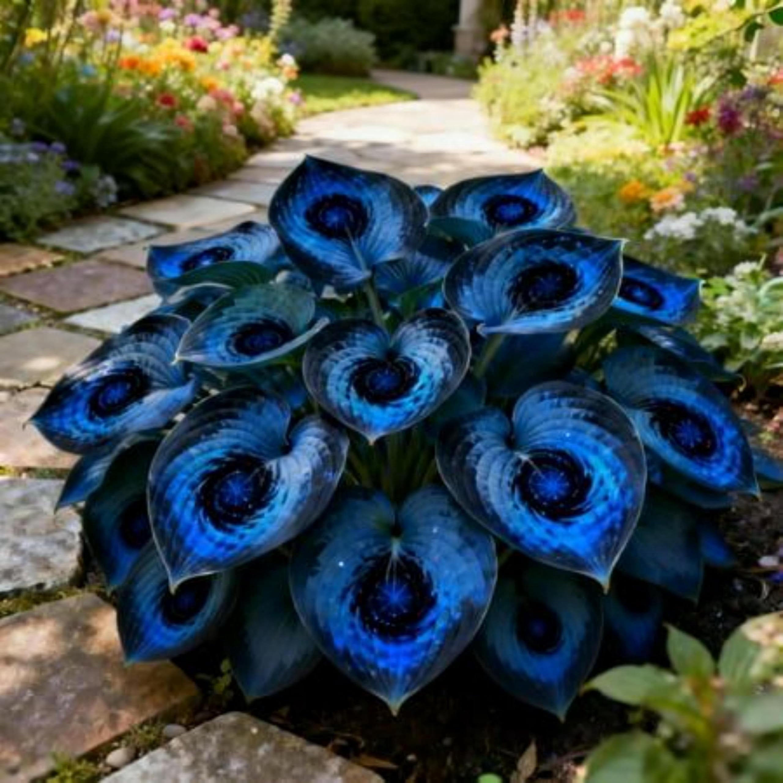 Midnight Blue Hosta Bulbs, Easy Grow, Hard-Resistant-Seedless-Non ...