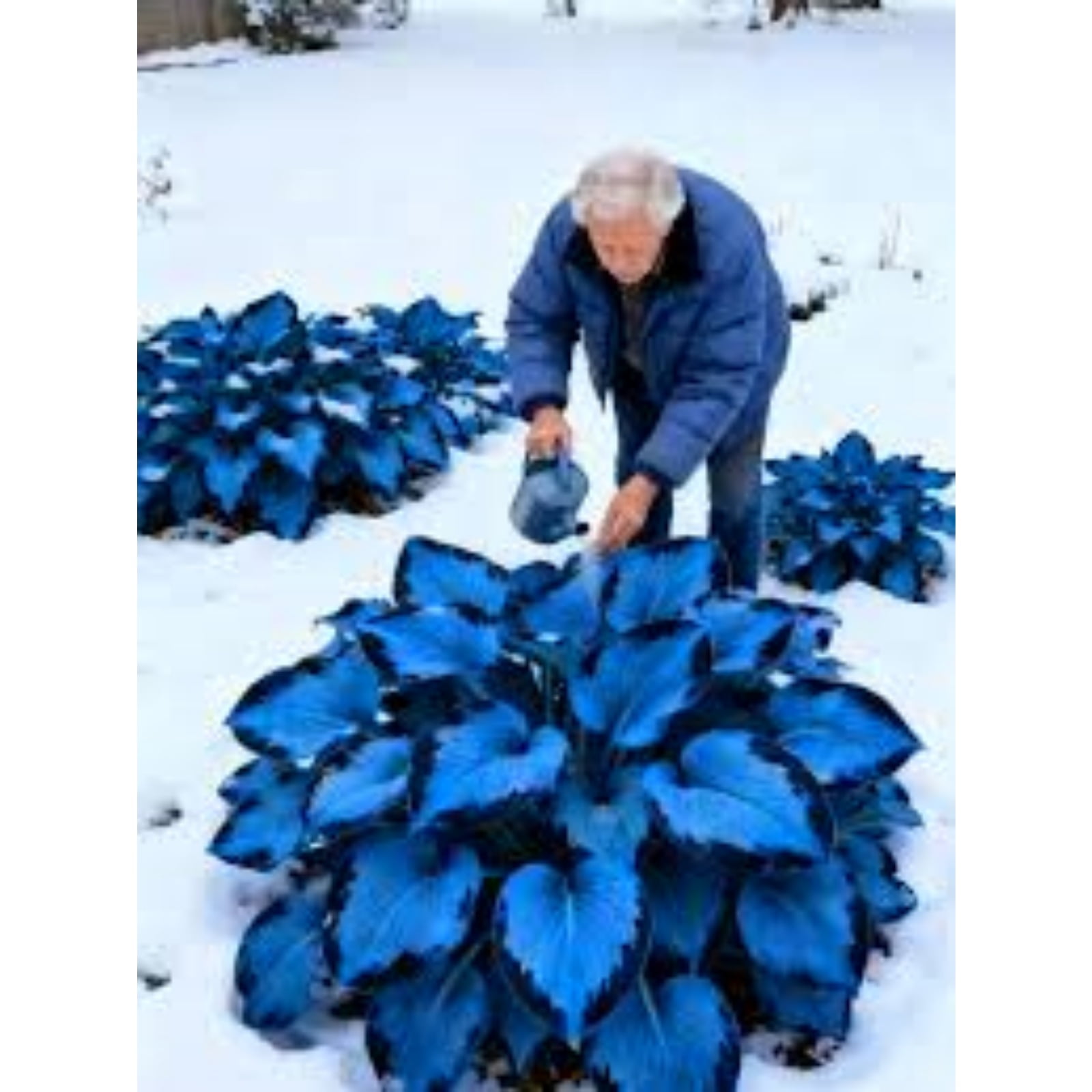 Midnight Blue -Hosta-Bulbs For Planting - Premium Garden Stakes Perfect ...