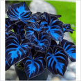 Midnight Blue Hosta-Bulbs For Planting-Premium Garden Stakes Perfect ...