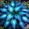 Midnight Blue Hosta-Bulbs For Planting-Premium Garden Stakes Perfect ...