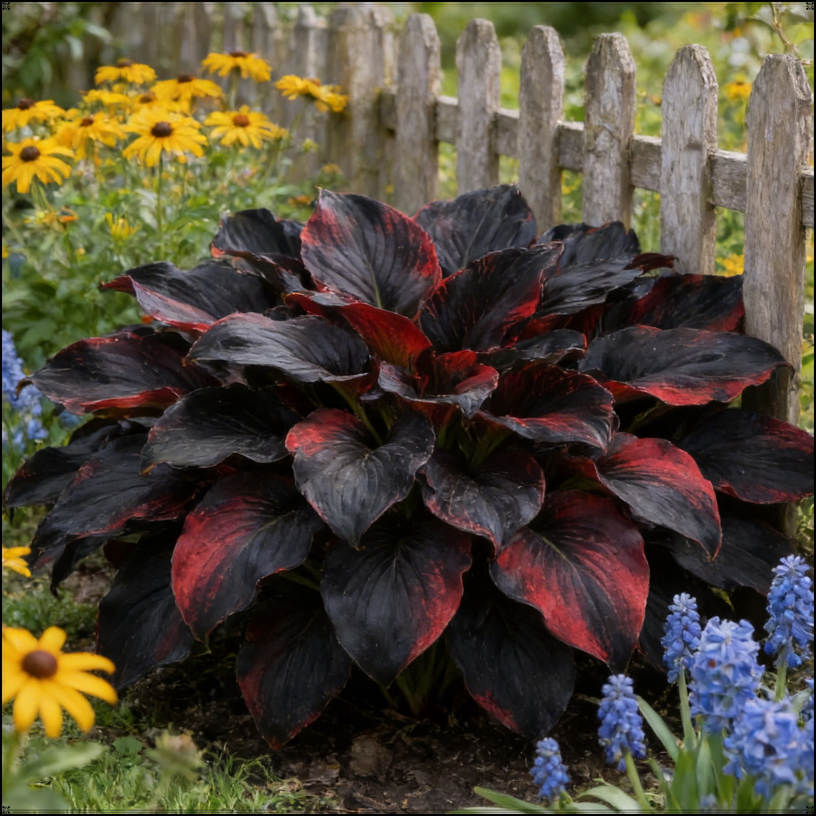 Midnight Blue Hosta-Bulbs For Planting-Premium Garden Stakes Perfect ...