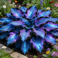 Midnight Blue Hosta-Bulbs For Planting-Premium Garden Stakes Perfect ...