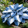 Midnight Blue Hosta-Bulbs For Planting-Premium Garden Stakes Perfect ...