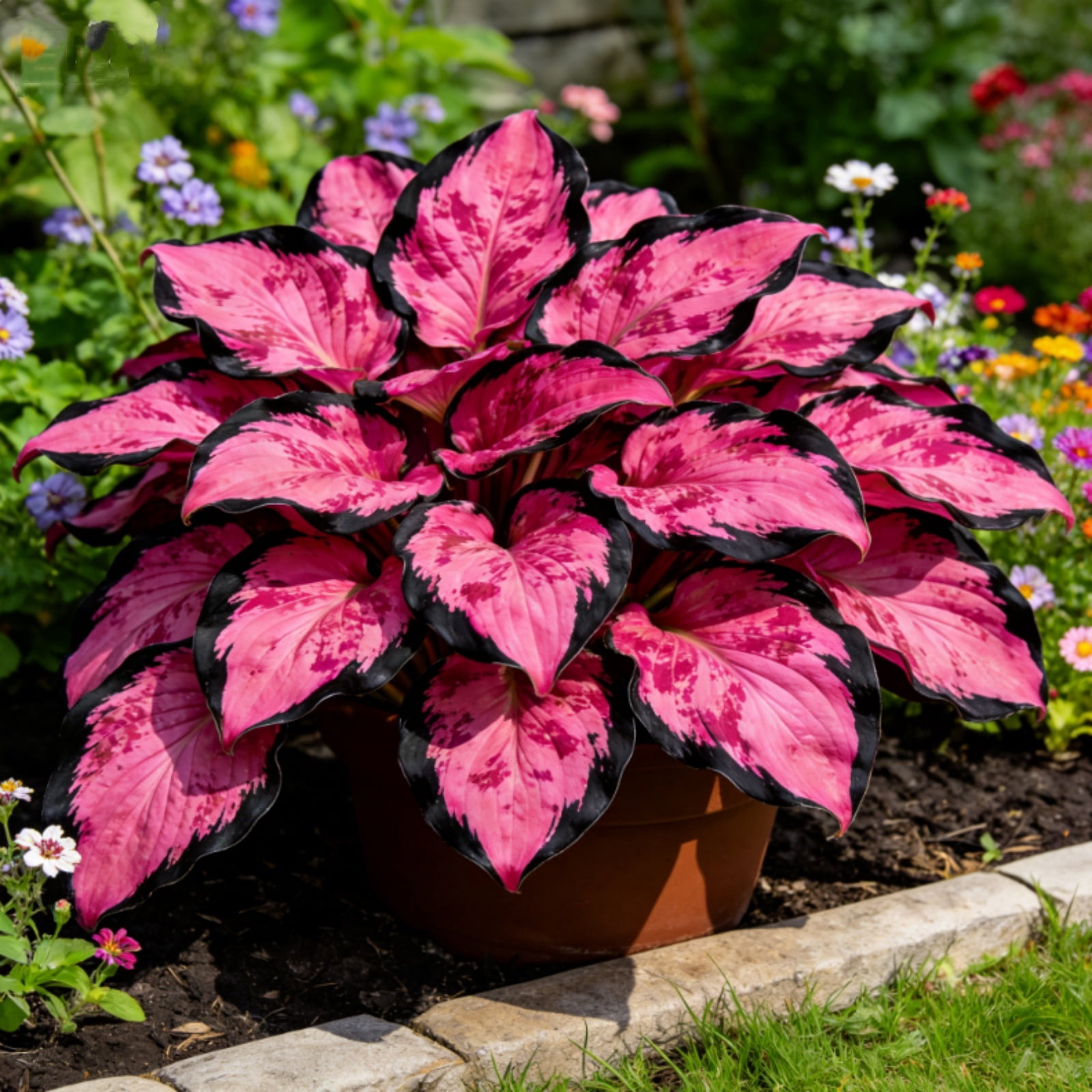 Midnight Blue Hosta-Bulbs For Planting-Premium Garden Stakes - Perfect ...