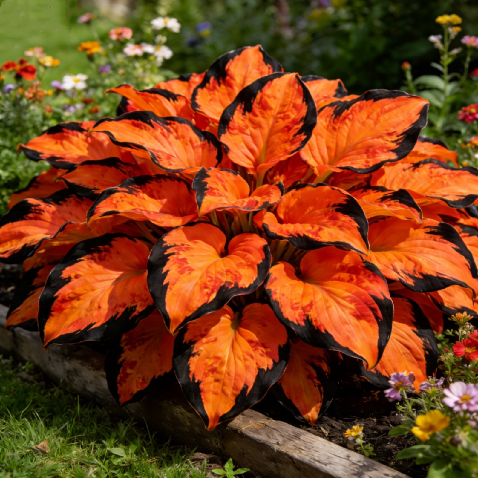 Midnight Blue Hosta-Bulbs For Planting-Premium Garden Stakes - Perfect ...