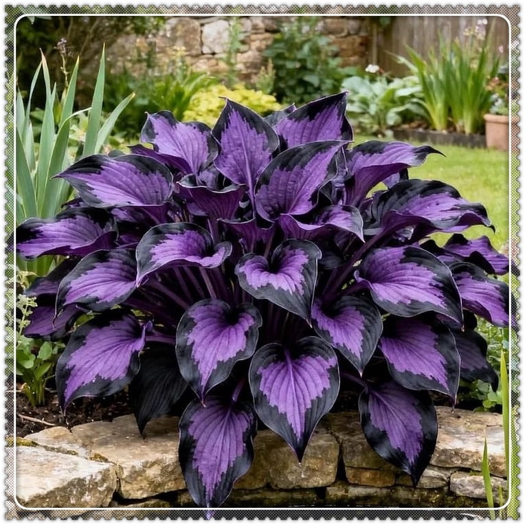 Midnight Blue Hosta-Bulbs For Planting-Premium Garden Stakes Perfect ...