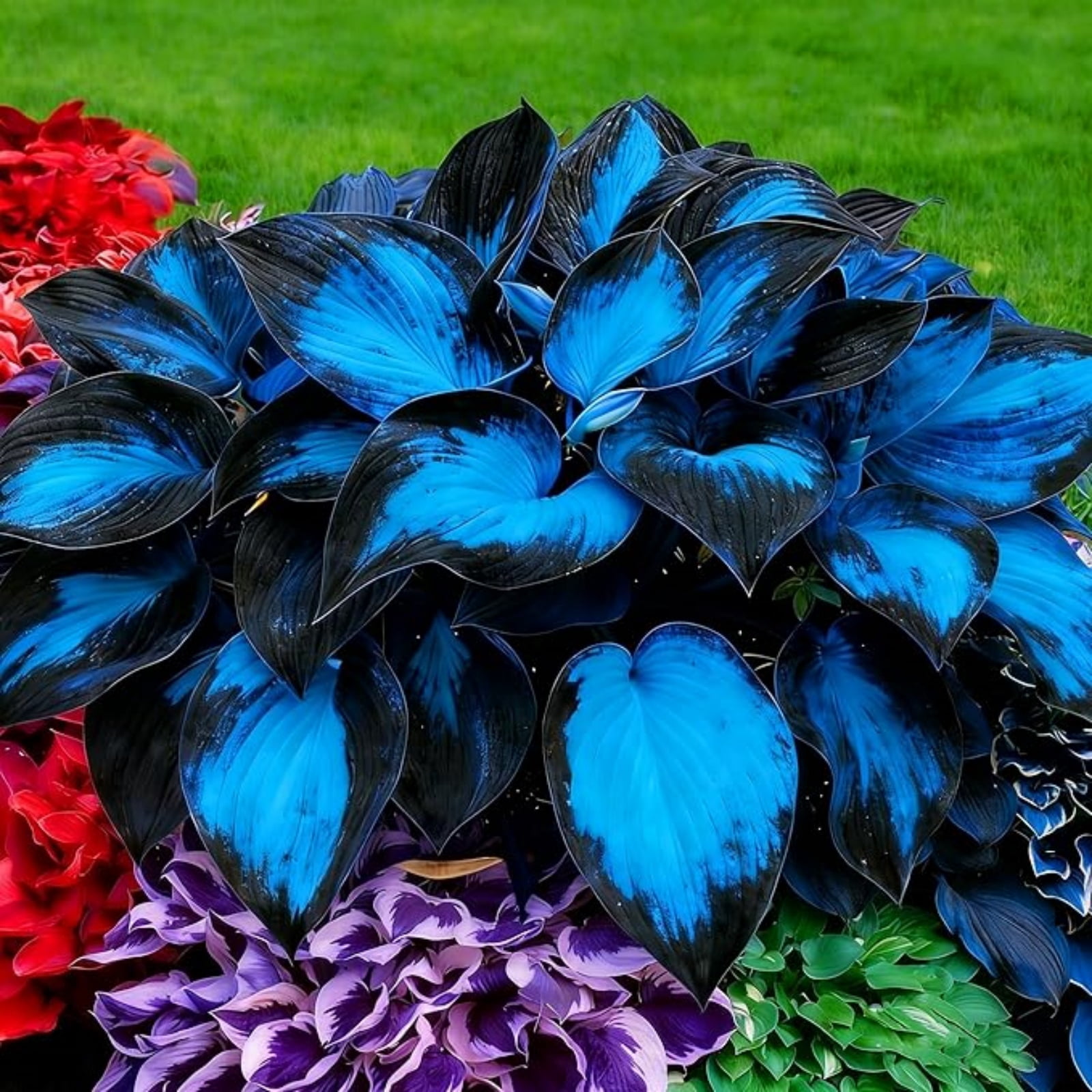 Midnight Blue Hosta-Bulbs-Home Garden For Planting Now-Premium Garden ...