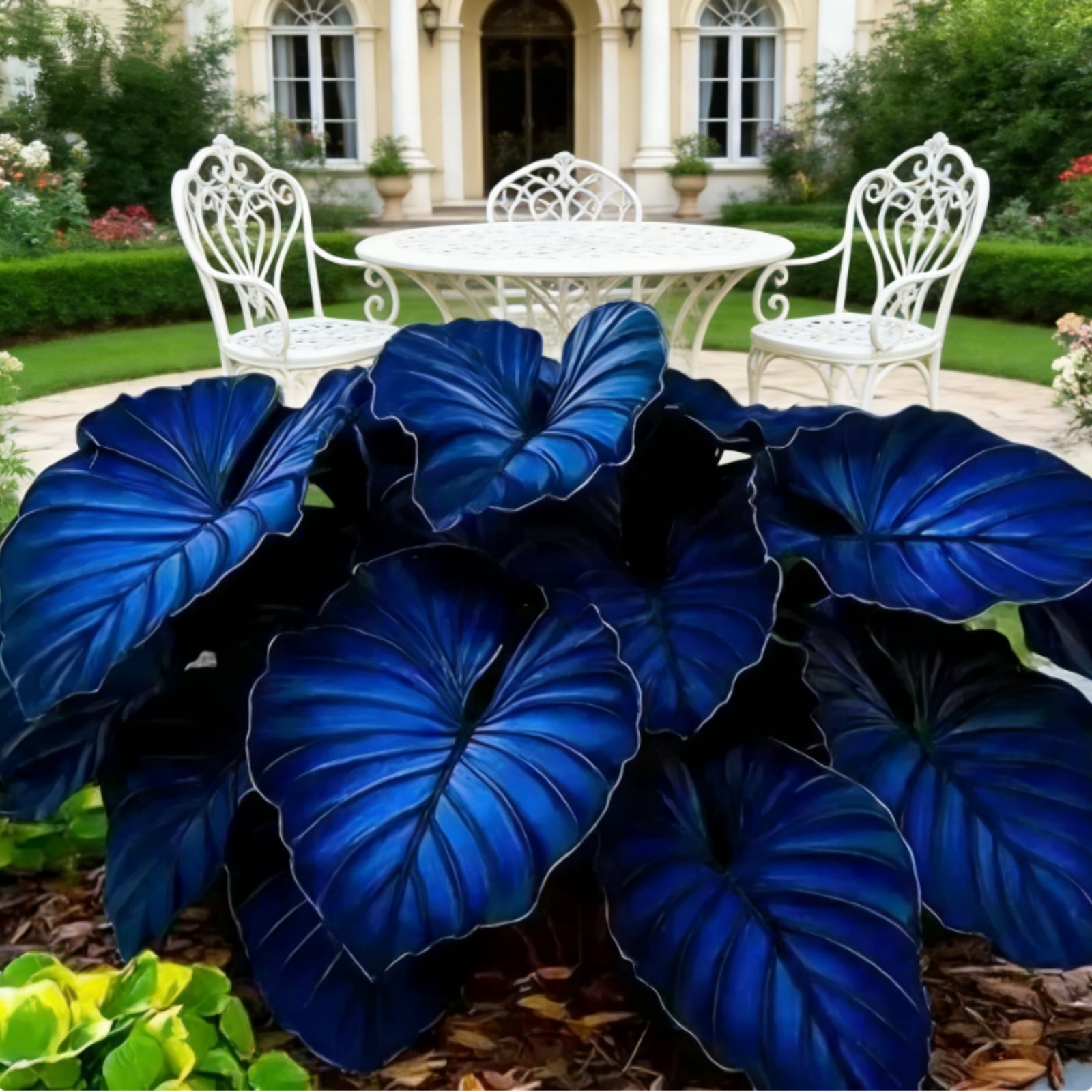Midnight Blue Hosta-Bulbs-Home Garden For Planting Now-Premium Garden ...