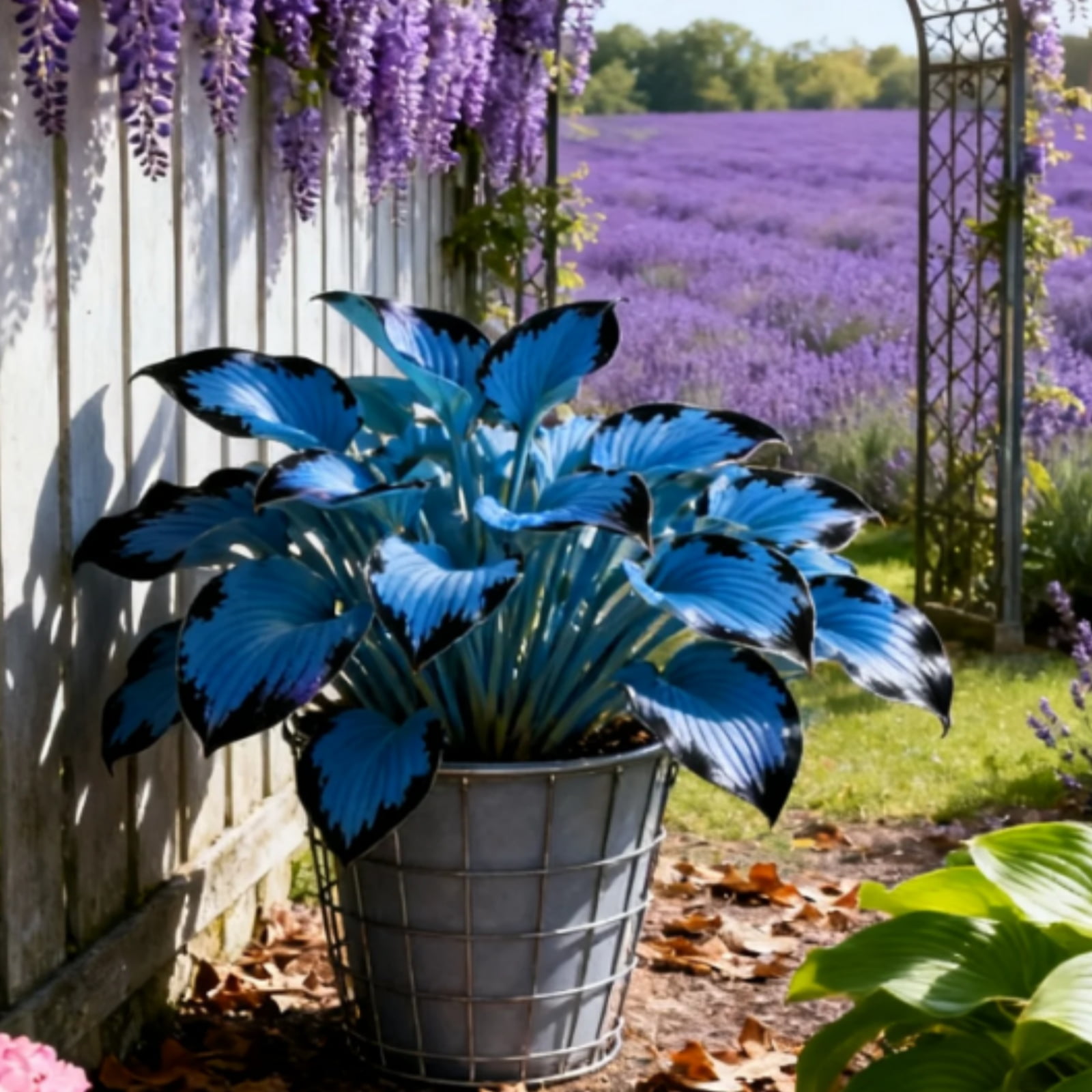 Midnight Blue Hosta-Bulbs-Home Garden For Planting Now-Premium Garden ...