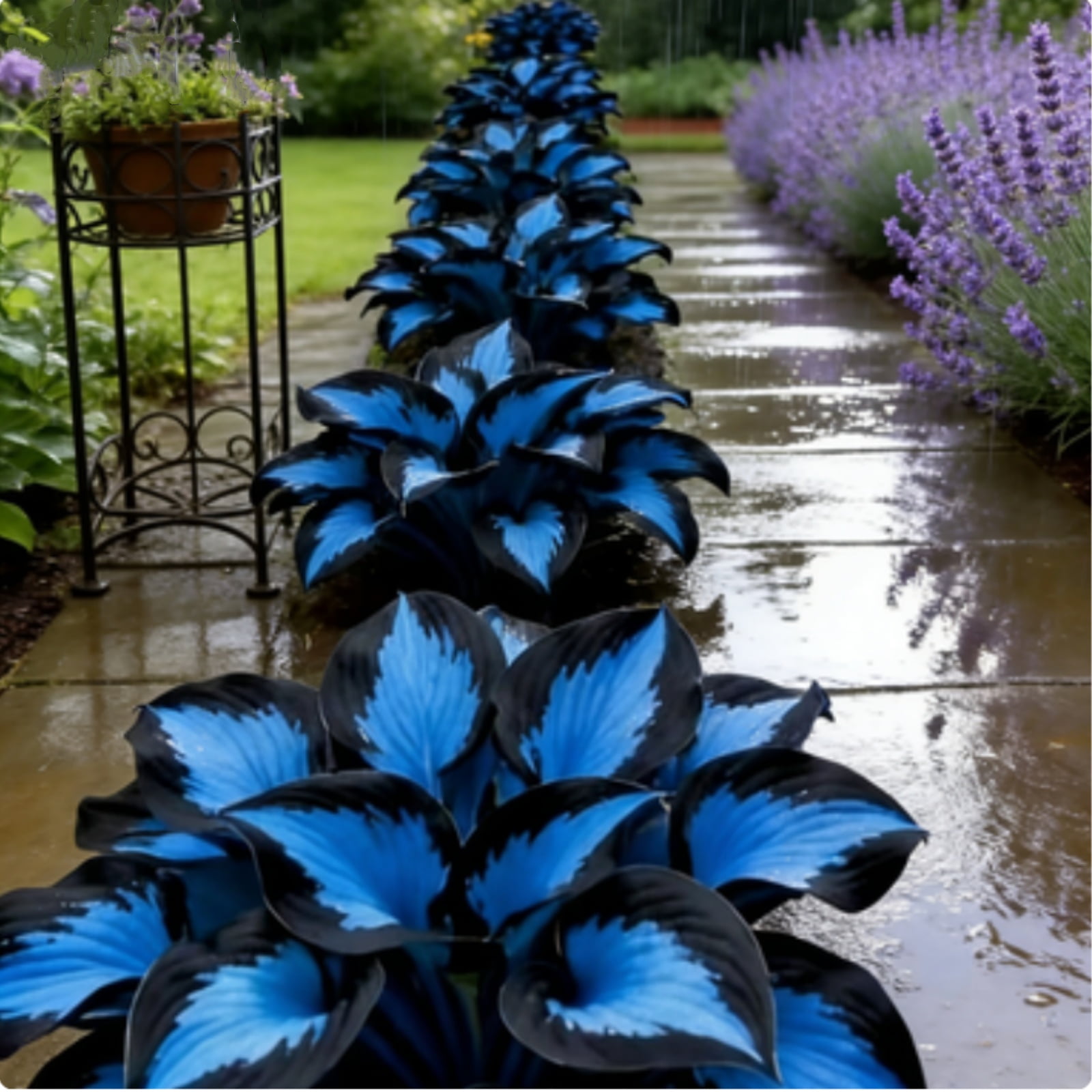 Midnight Blue Hosta-Bulbs-Home Garden For Planting Now-Premium Garden ...