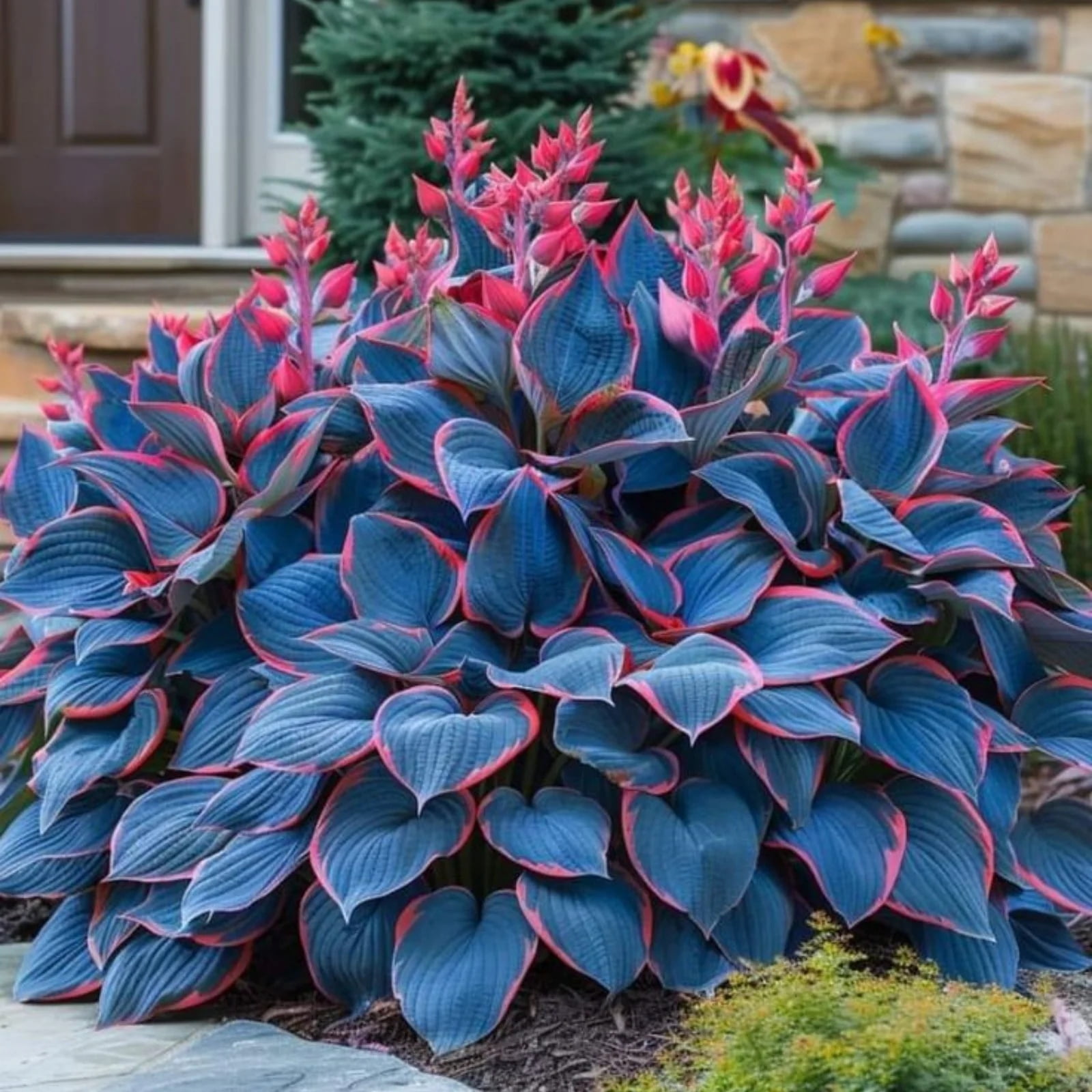 Midnight Blue Hosta-Bulbs, Premium Garden Stakes, Exceptional ...