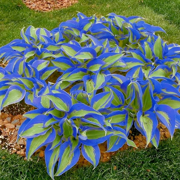 Midnight Blue Hosta-Bulbs, Premium Garden Stakes, For Planting ...