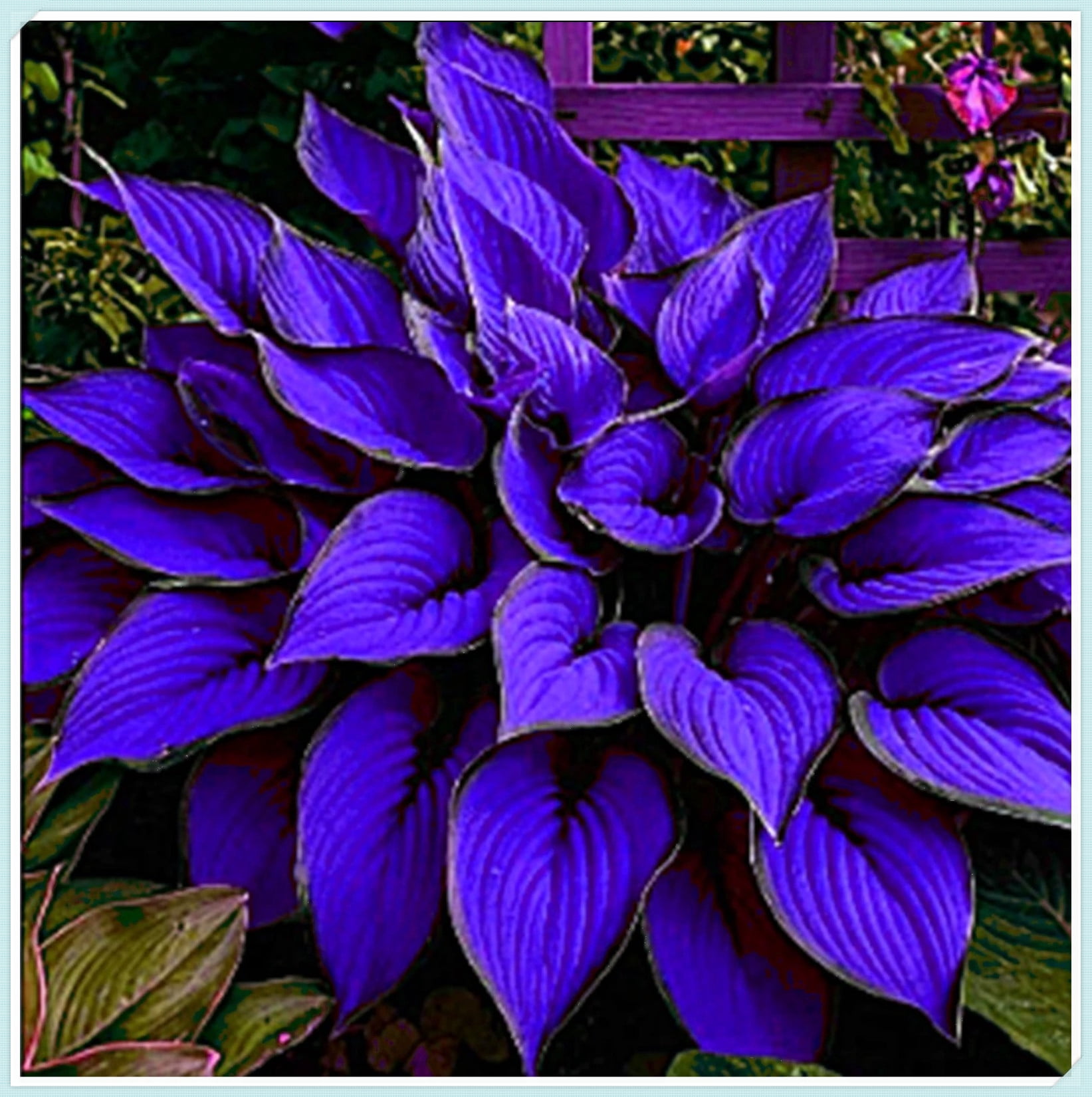 Midnight Blue Hosta With Colorful Foliage,Garden Decoration,Perennial ...