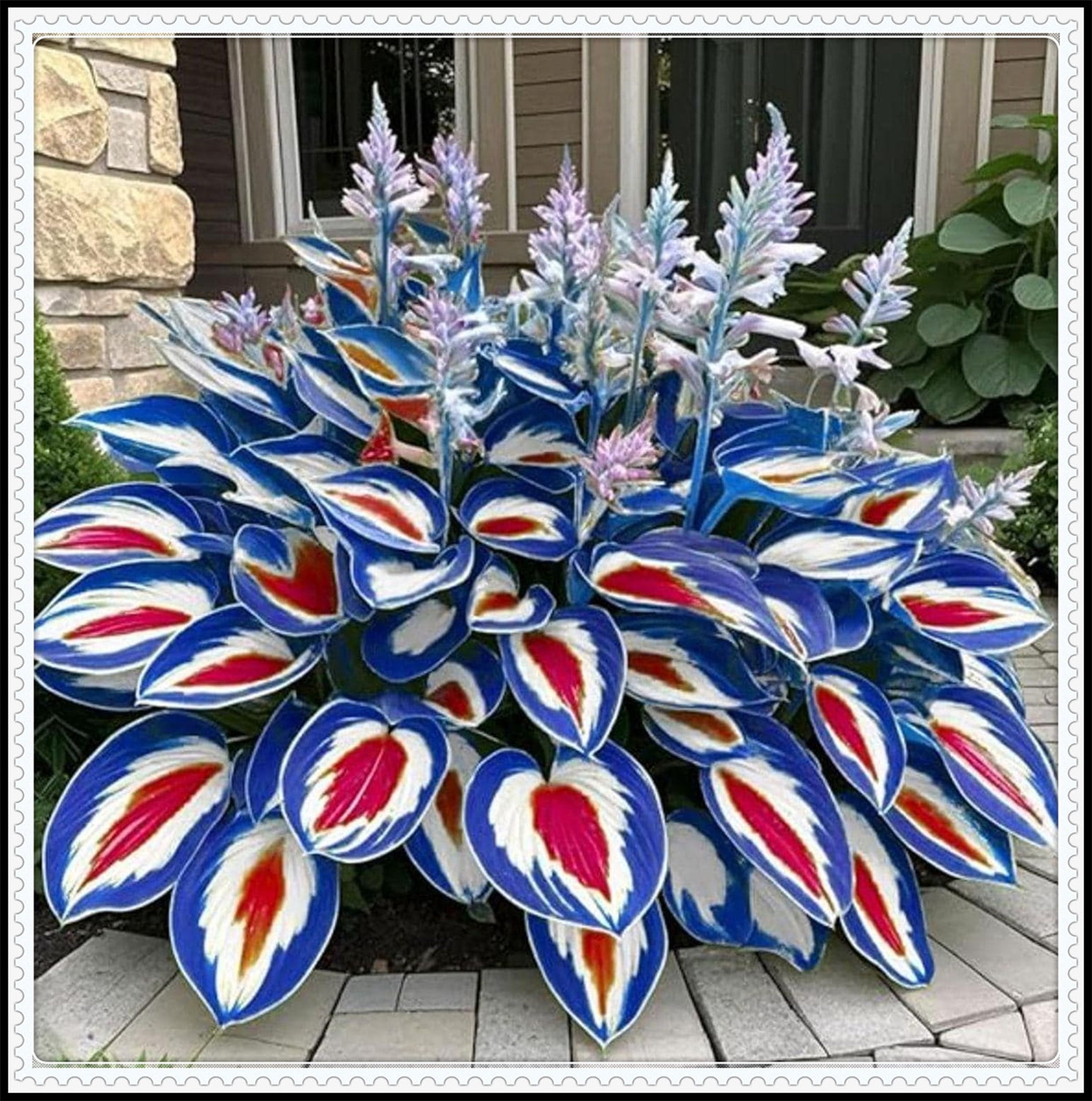 Midnight Blue Hosta bulbs -Enjoyable Perennial -Exquisite-Surprise to ...