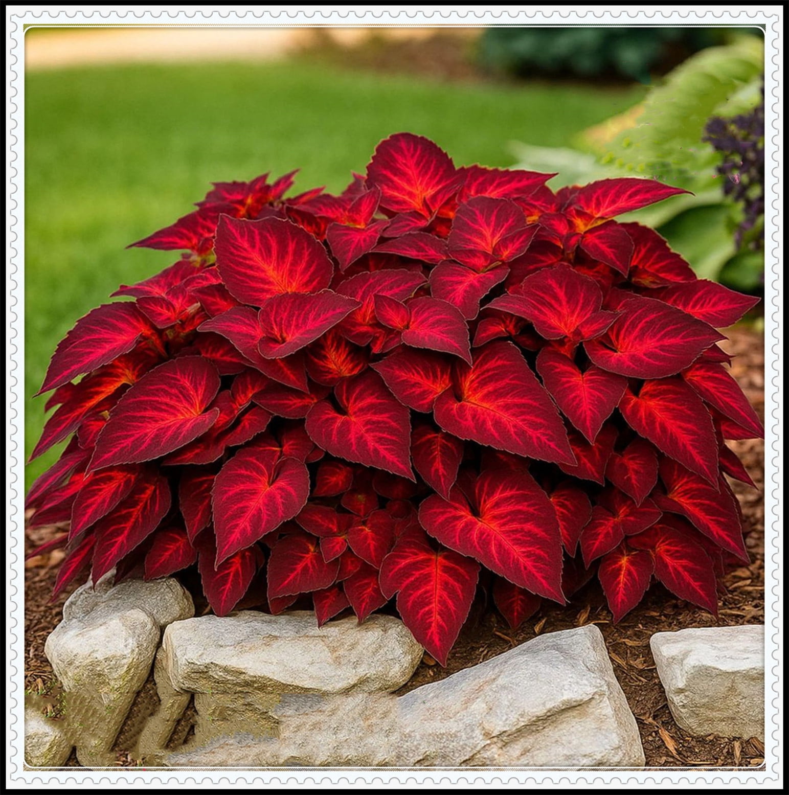 Midnight Blue Hosta bulbs -Enjoyable Perennial -Exquisite-Surprise to ...
