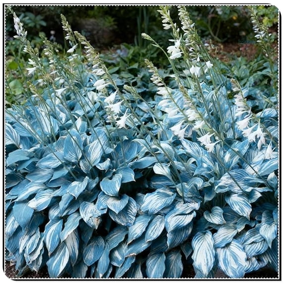 Midnight Blue Hosta bulbs -Surprise to Grow Ornament-Hosta-Bulb For ...
