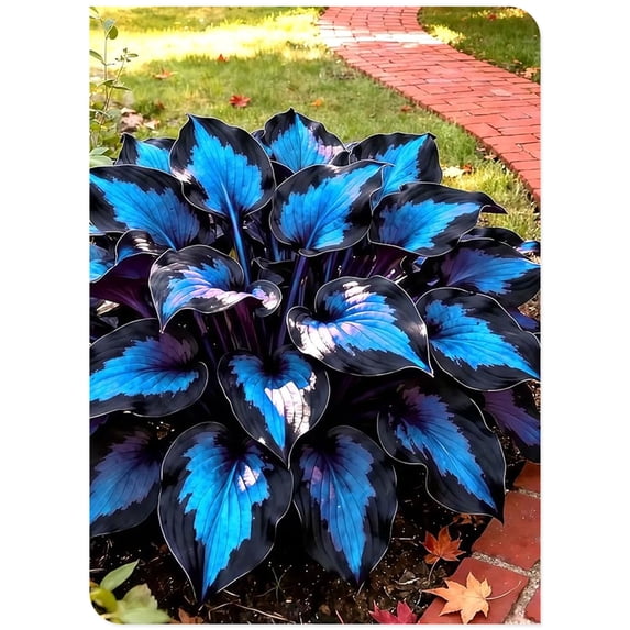 Midnight Blue Hosta bulbs -Surprise to Grow Ornament-Hosta-Bulb For ...