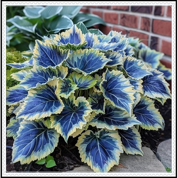 Midnight Blue Hosta bulbs -Surprise to Grow Ornament-Hosta-Bulb For ...