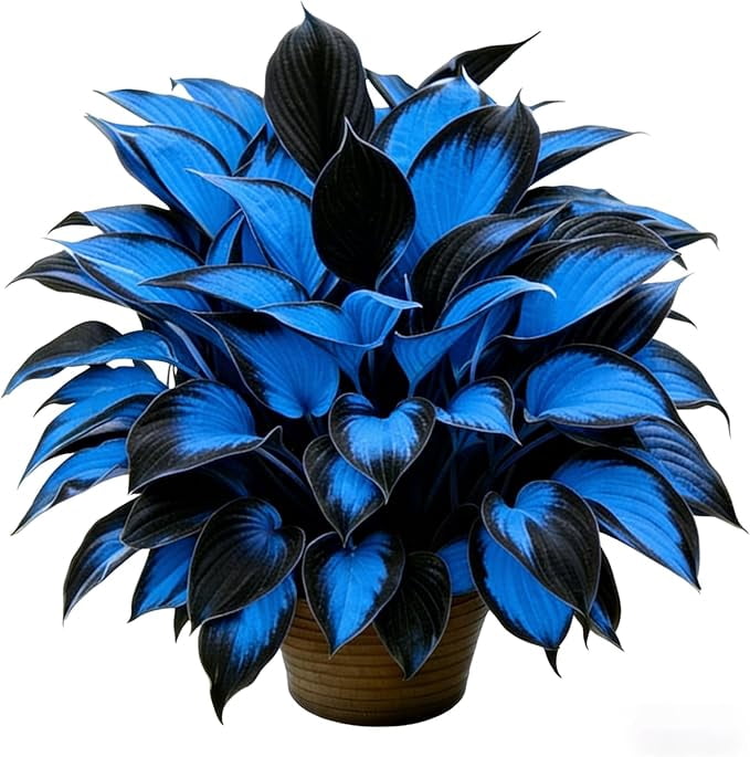 Midnight Blue Hostas For Planting-Easy Planting-Perennial-Gardens ...