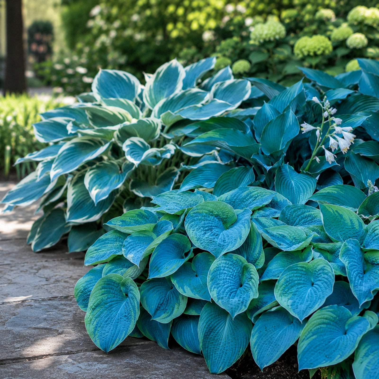 Midnight Blue Hostas-Luxury Gift Stakes-Gardens Decoration Premium ...