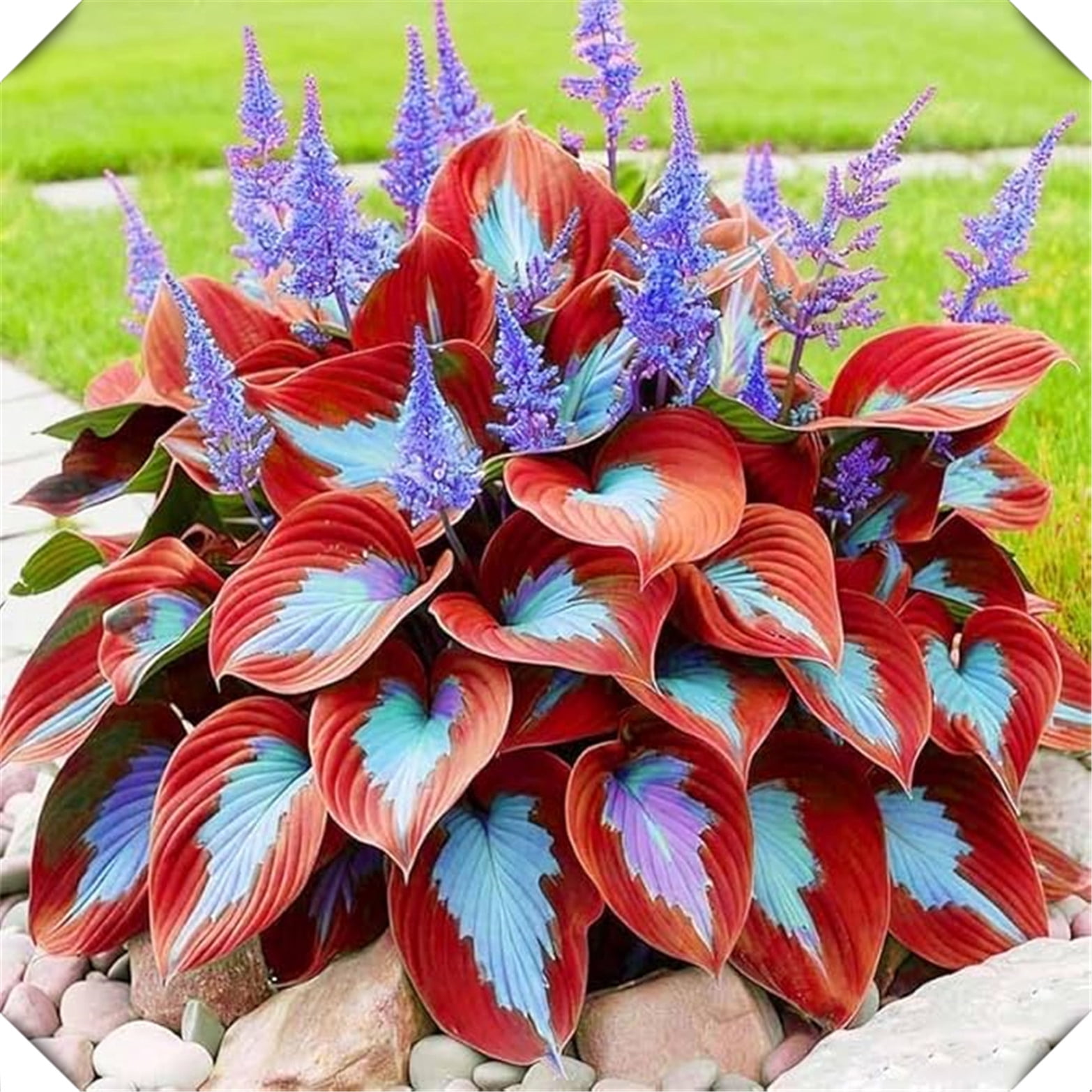 Midnight Blue Hostas for Planting-(Non-Artificial)-Easy to Grow & Quick ...