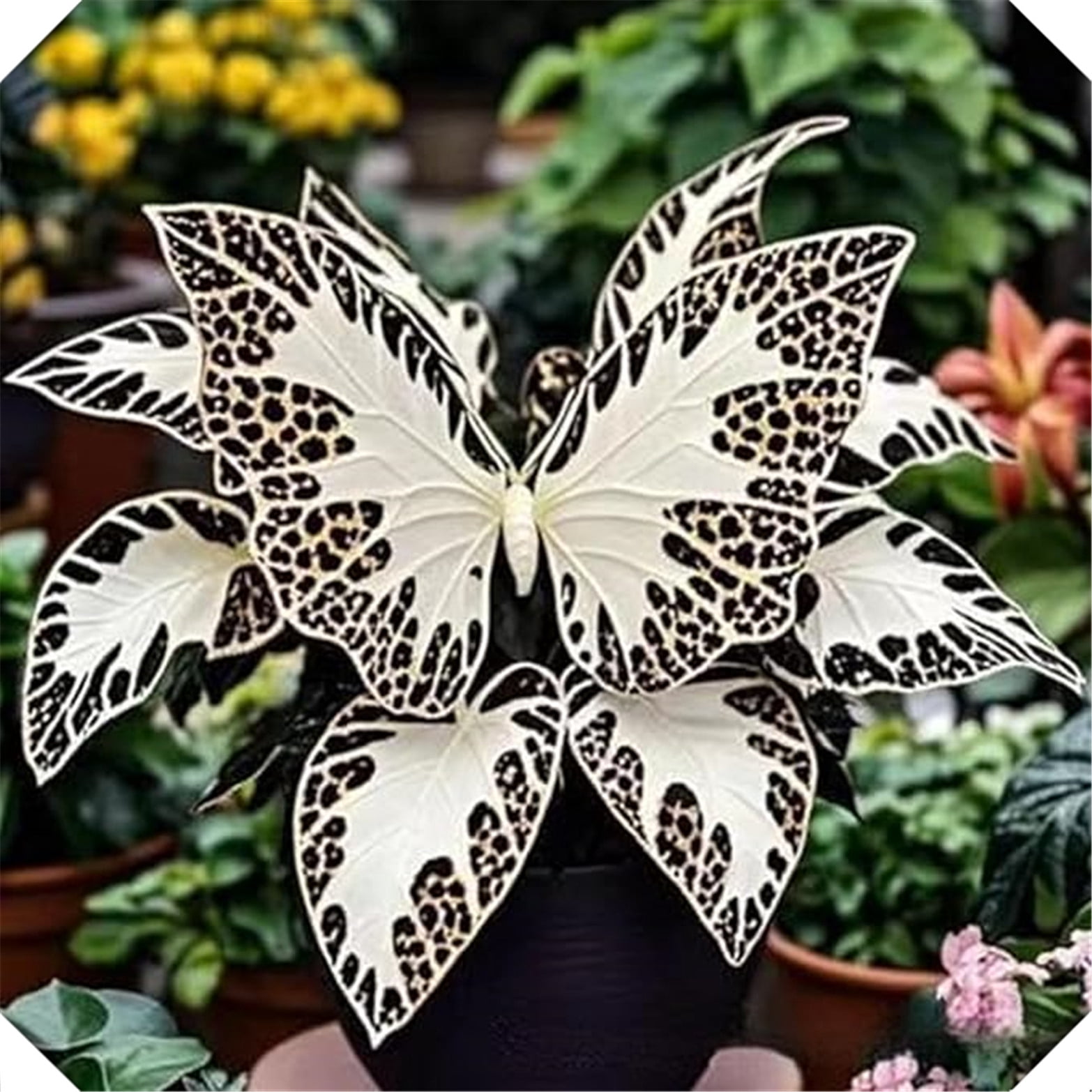 Midnight Blue Hostas for Planting-(Non-Artificial)-Easy to Grow & Quick ...