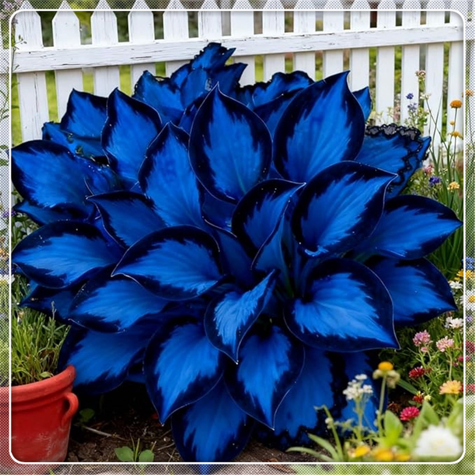 Midnight Blue Hostas for Planting-(Non-Artificial)-Easy to Grow & Quick ...