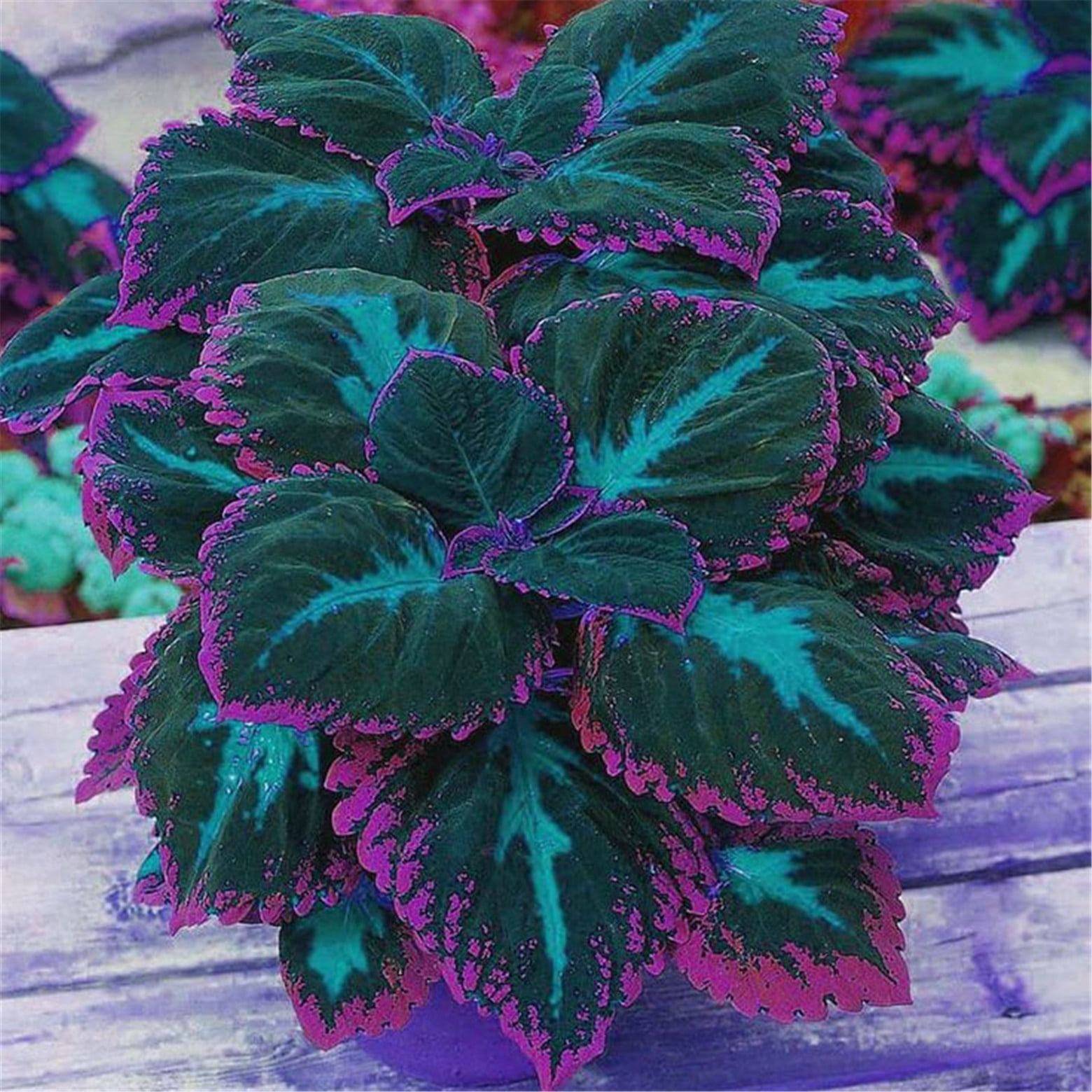 Midnight Blue Hostas for Planting-(Non-Artificial)-Easy to Grow & Quick ...