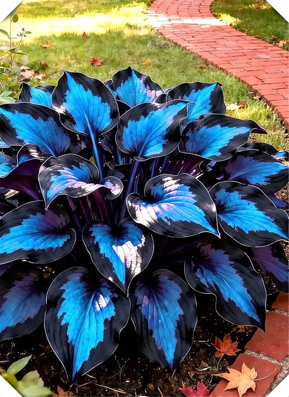 Midnight Blue Hostas for Planting-(Non-Artificial)-Easy to Grow & Quick ...