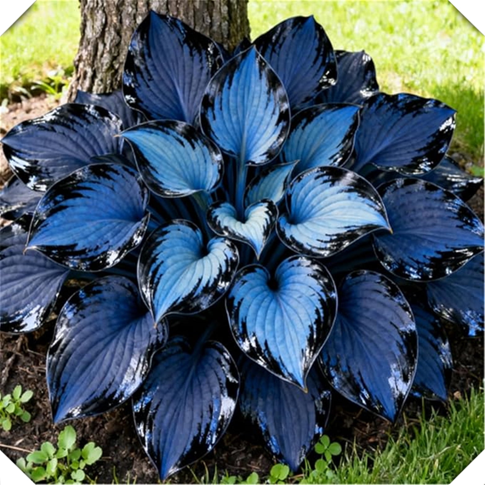Midnight Blue Hostas for Planting-(Non-Artificial)-Easy to Grow & Quick ...