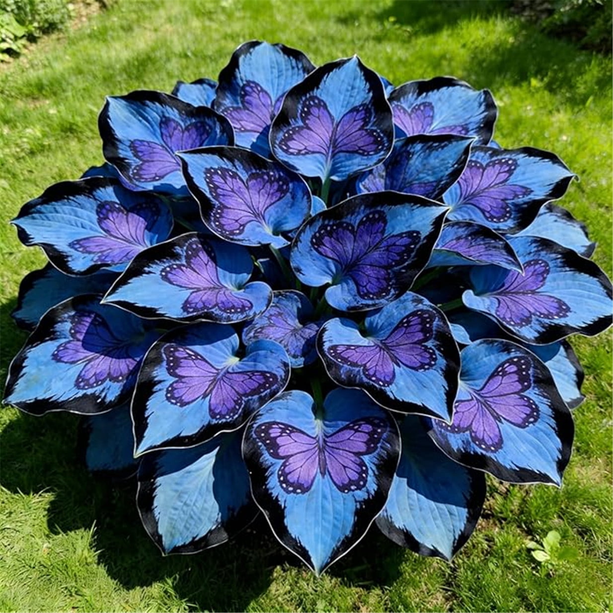 Midnight Blue Hostas for Planting-(Non-Artificial)-Easy to Grow & Quick ...