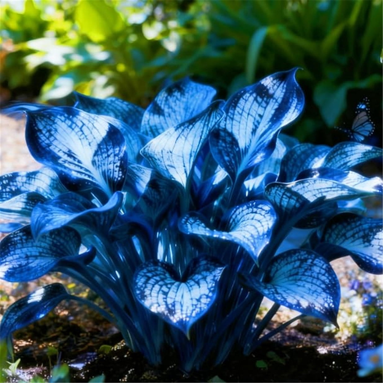 Midnight Blue Hostas for Planting-(Non-Artificial)-Easy to Grow & Quick ...