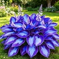 Midnight Blue Hostas for Planting-(Non-Artificial)-Easy to Grow & Quick ...
