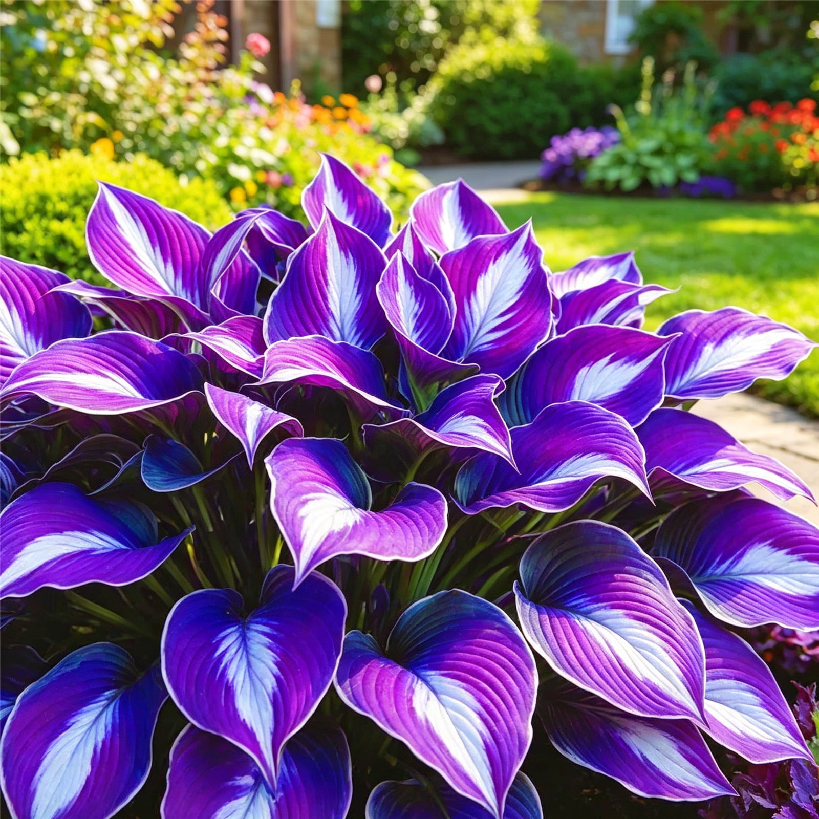 Midnight Blue Hostas for Planting-(Non-Artificial)-Easy to Grow & Quick ...