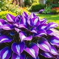 Midnight Blue Hostas for Planting-(Non-Artificial)-Easy to Grow & Quick ...