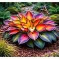 Midnight Blue Rainbow Hostas for Planting Outdoors--Easy Grow & Quick ...