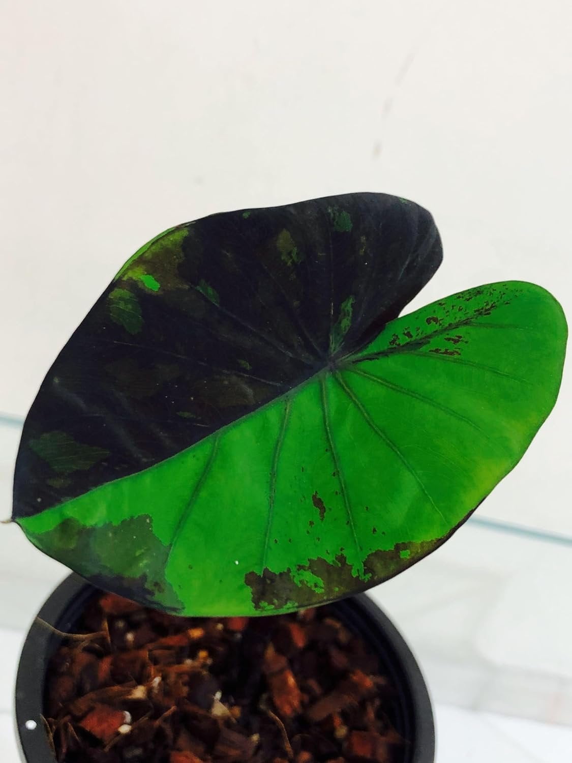 Midnight Colocasia - 4 Live Starter Plants - Colocasia Esculenta ...