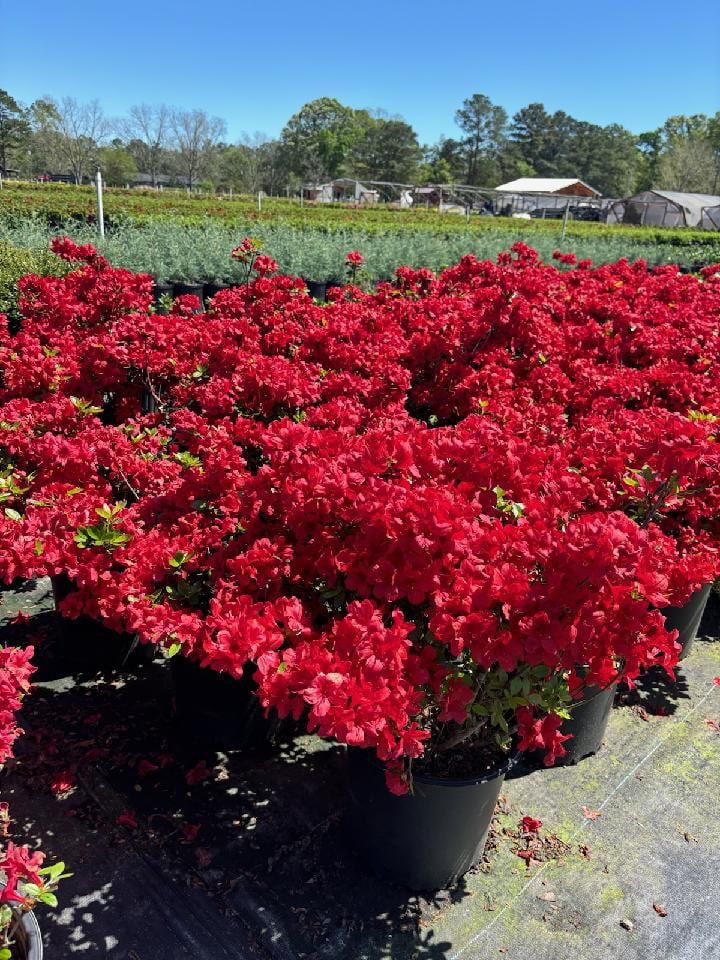 Midnight Flare Azalea - Walmart.com