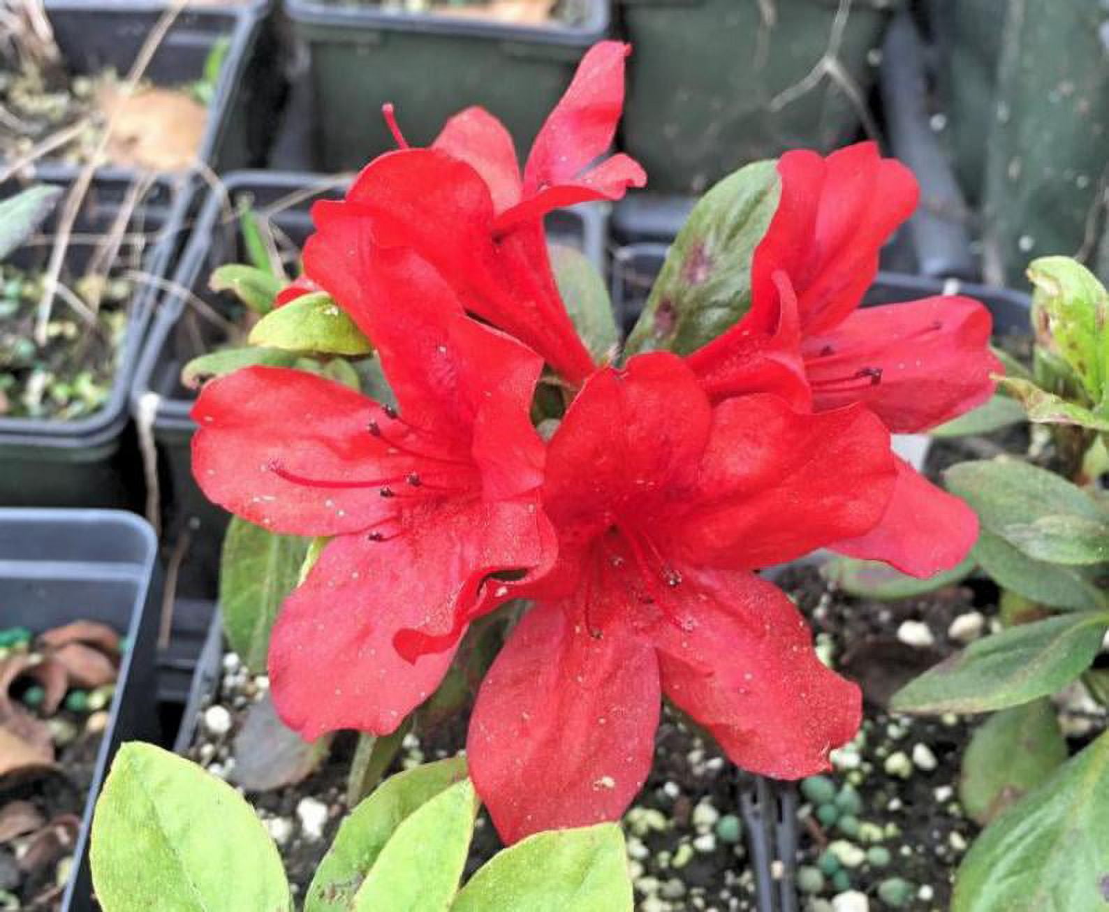 Midnight-Flare-Hybrid Azalea - Walmart.com