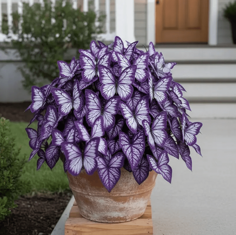Midnight Hostas for Planting-(Non-Artificial)-Easy to Grow & Quick ...