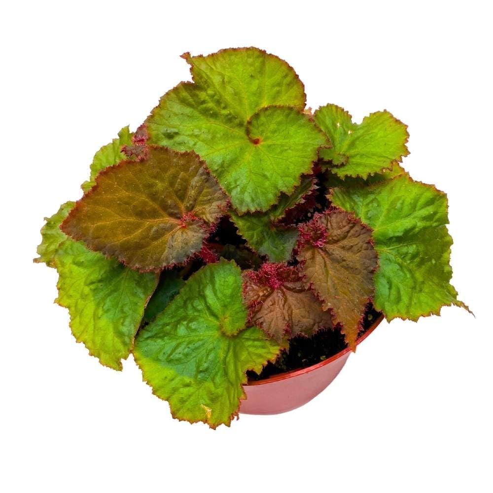 Midnight Magic Begonia Rex Brown Green Spiral Leaves - Walmart.com
