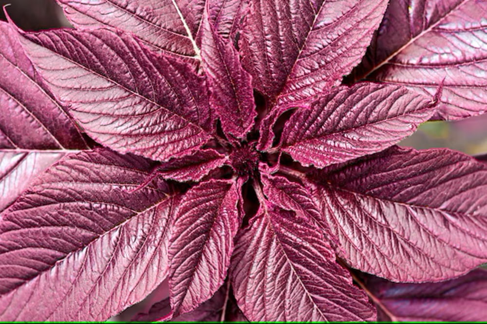 Midnight Red Amaranth Seeds 100ct - Dramatic Foliage & Edible Greens ...