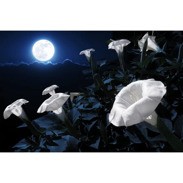 Midnight White Flower Seeds for Planting (25 Seeds) - Blooms at Night ...
