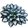 Midnight blue heart hosta-Bulbs For Planting-Rare hosta- - Premium ...