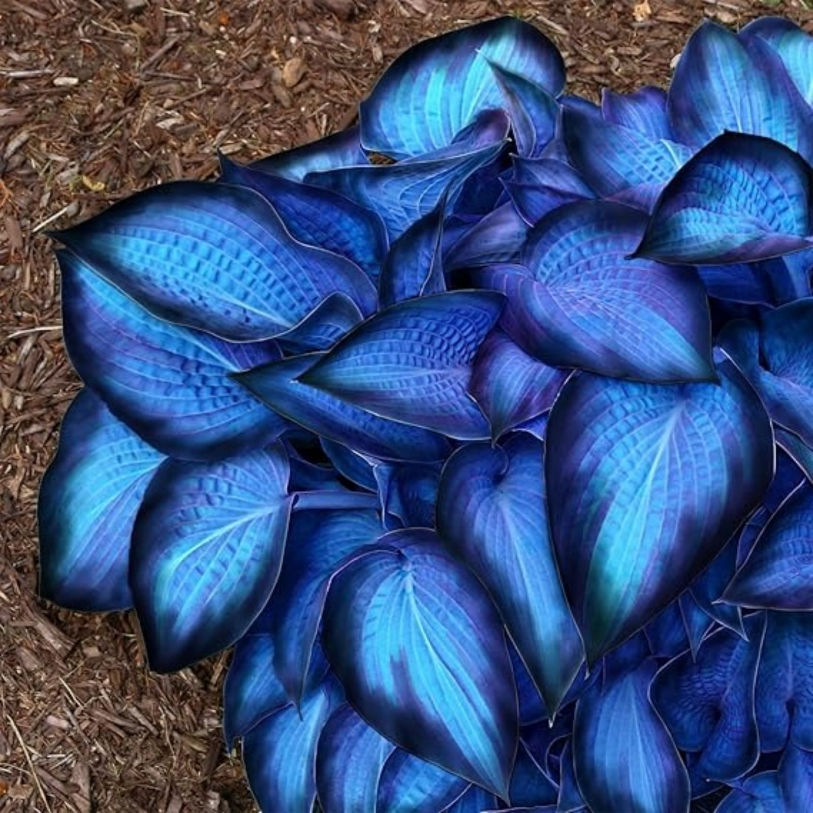 Midnight butterfly Hosta-Home Garden -Premium Garden Stakes Perfect For ...