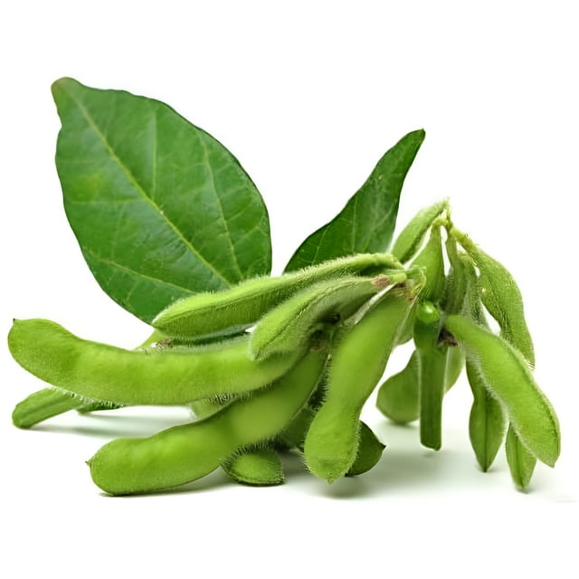 Midori Giant Edamame, 25 Heirloom Seeds Per Packet, Non GMO Seeds, Isla ...